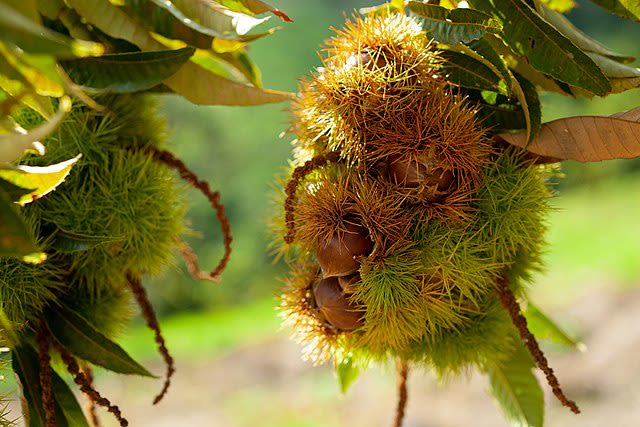Qual é a importância da floresta para o país?